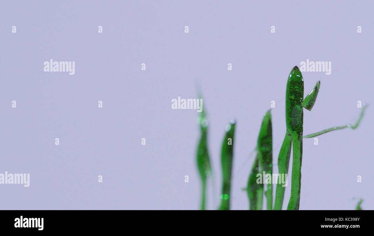 Spectacular green caramel cages, close-up. Beautiful green sugar cages ...