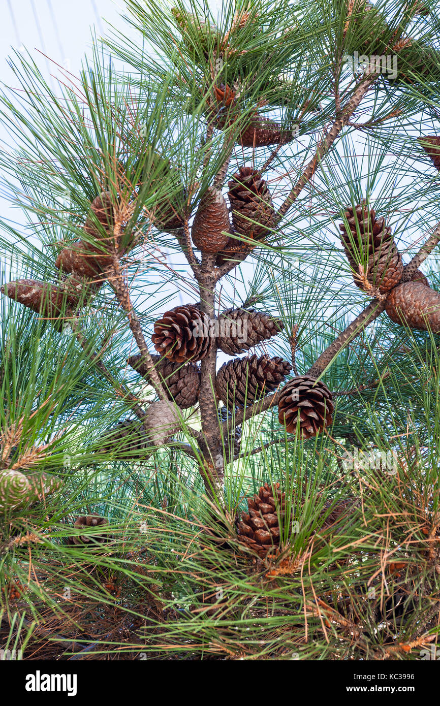 travel to Crimea - cones of Crimean Pine (Pinus Nigra Pallasiana) on ...
