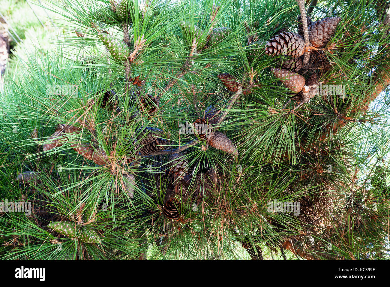 travel to Crimea - foliage and cones of Crimean Pine (Pinus Nigra ...
