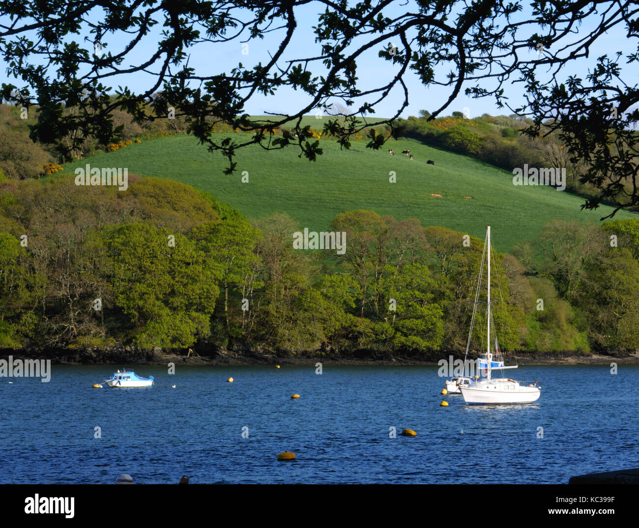 The River Fowey at Golant, Cornwall Stock Photo - Alamy