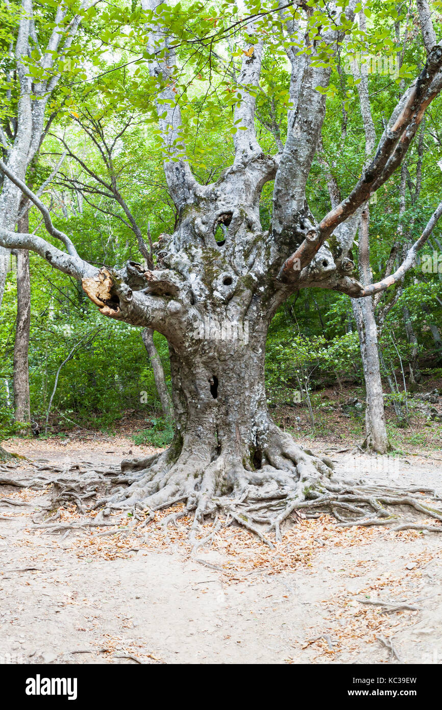 travel to Crimea - old tree in forest in Haphal Gorge of Habhal ...