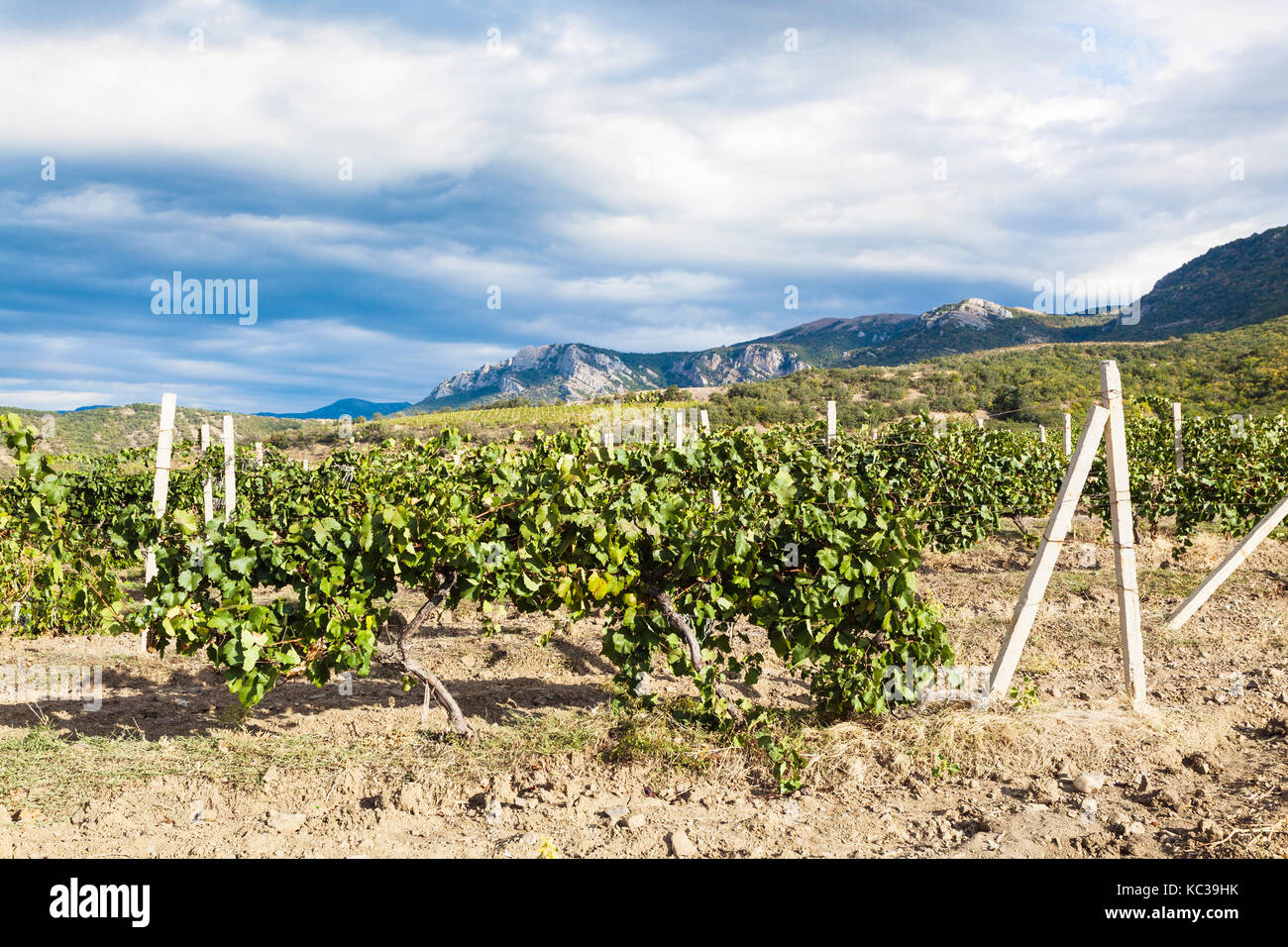 travel to Crimea - vineyard of winery farm Alushta of Massandra plant ...