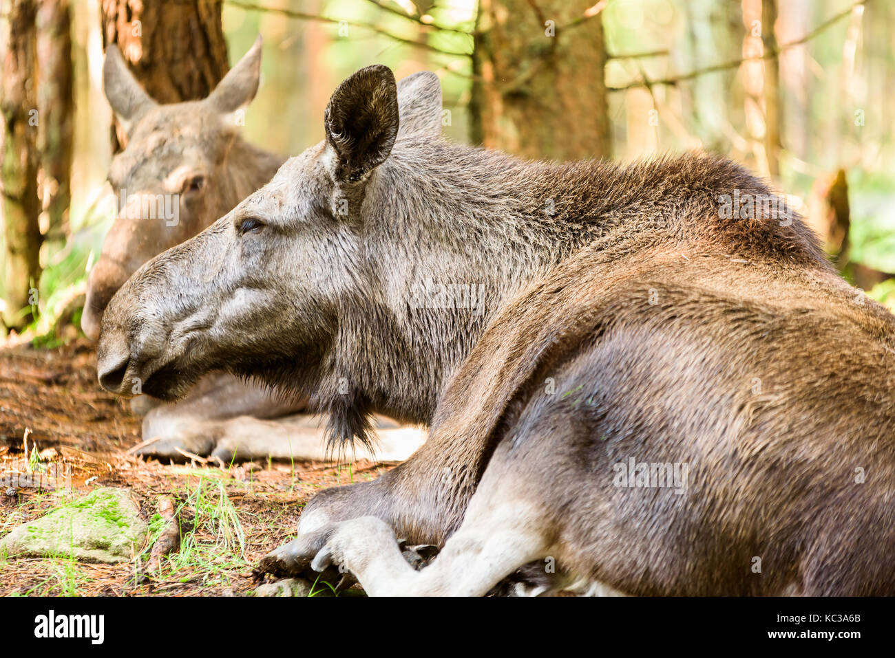Two female moose lying on the forest floor resting. Trees in background ...