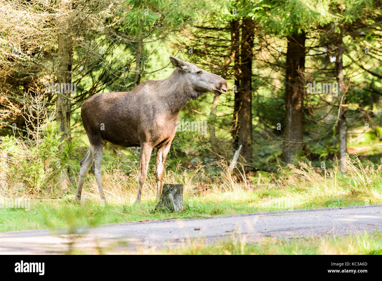 Moose standing roadside by a country road in the spruce forest Stock ...