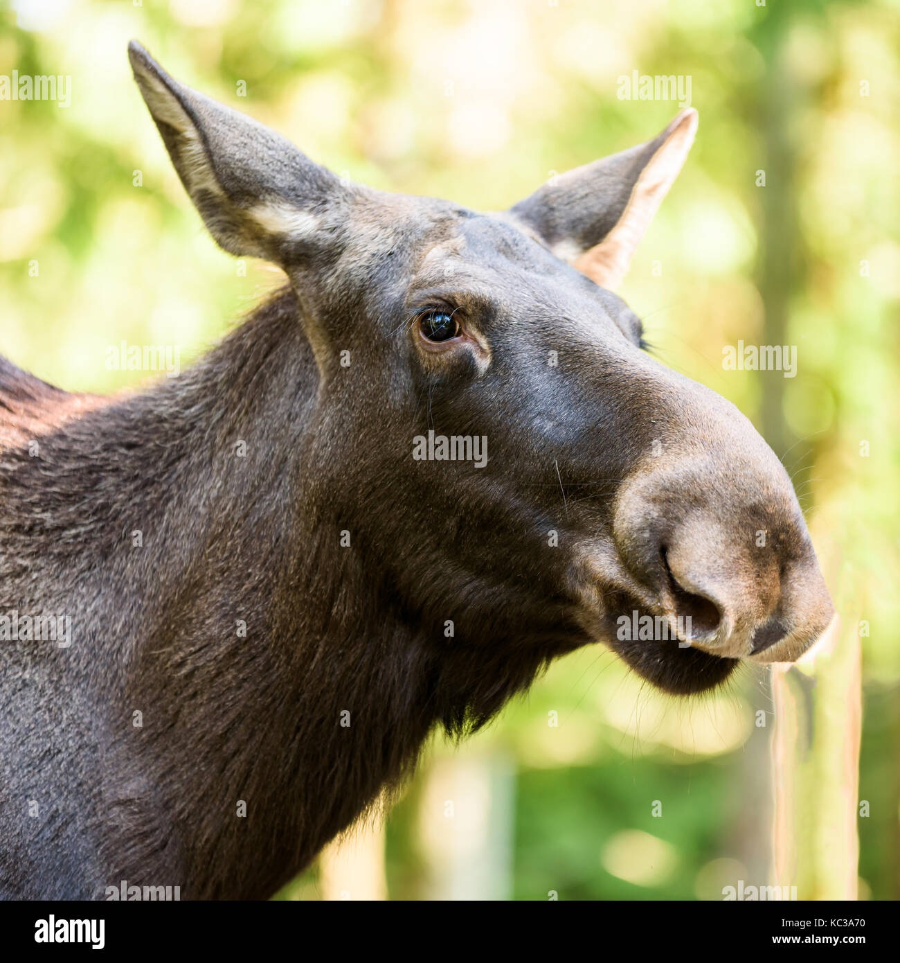 Close up of moose hi-res stock photography and images - Alamy