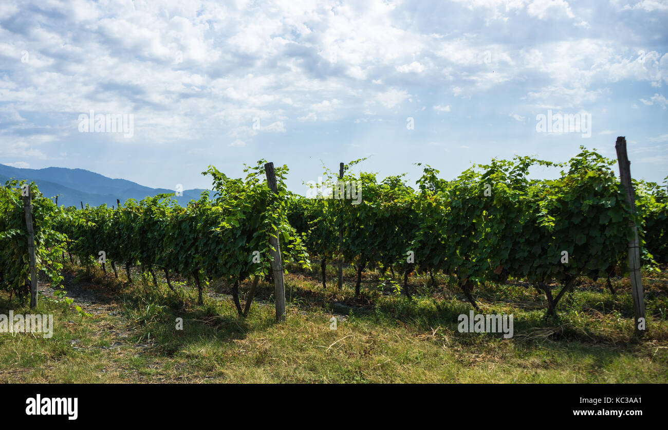 Vineyards of wine area of Georgia - Kakhetia, Kvareli wineyards close ...