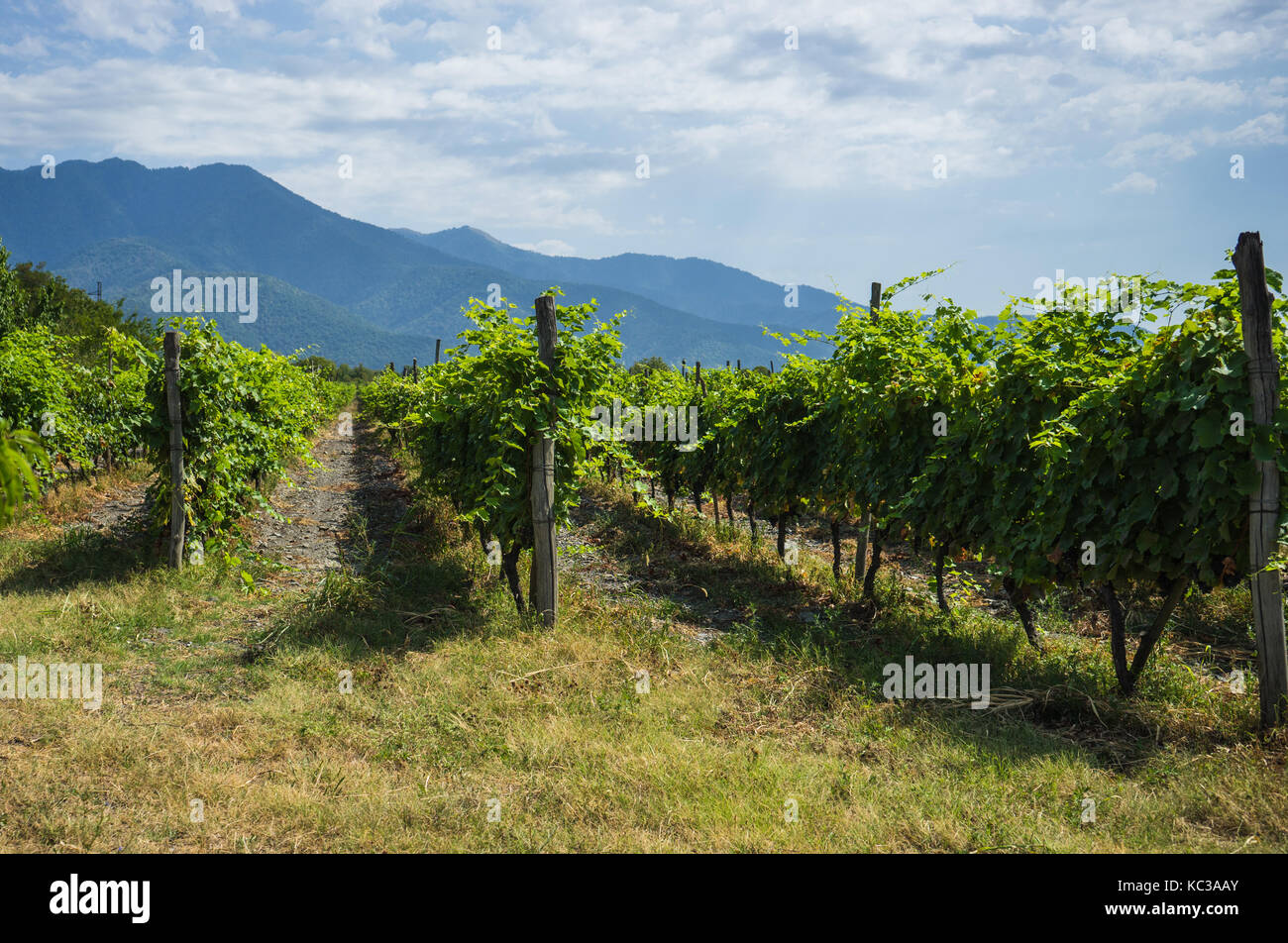 Vineyards of wine area of Georgia - Kakhetia, Kvareli wineyards close ...