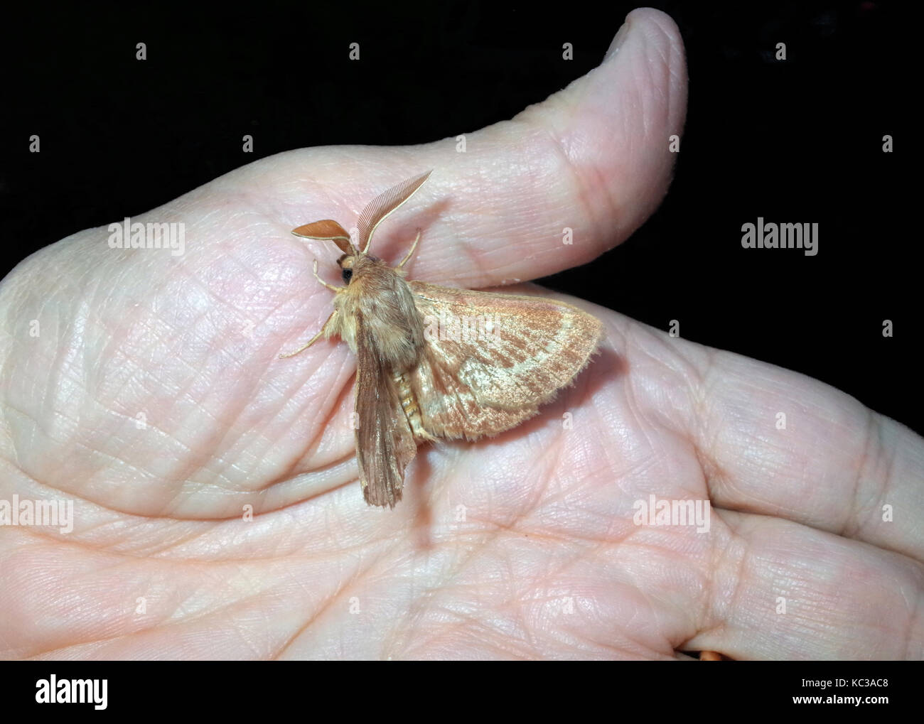 The moth in my hand Stock Photo - Alamy