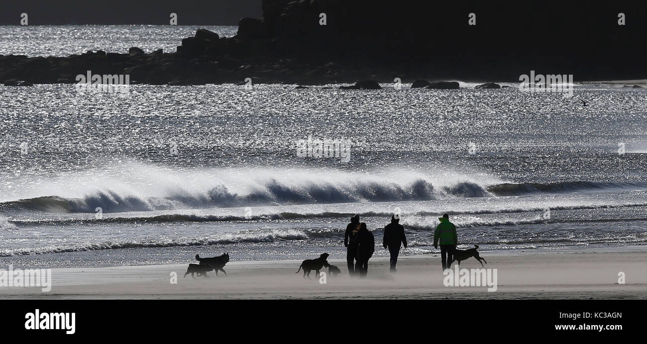 Dog walkers on a wind swept Tynemouth beach as strong winds are ...