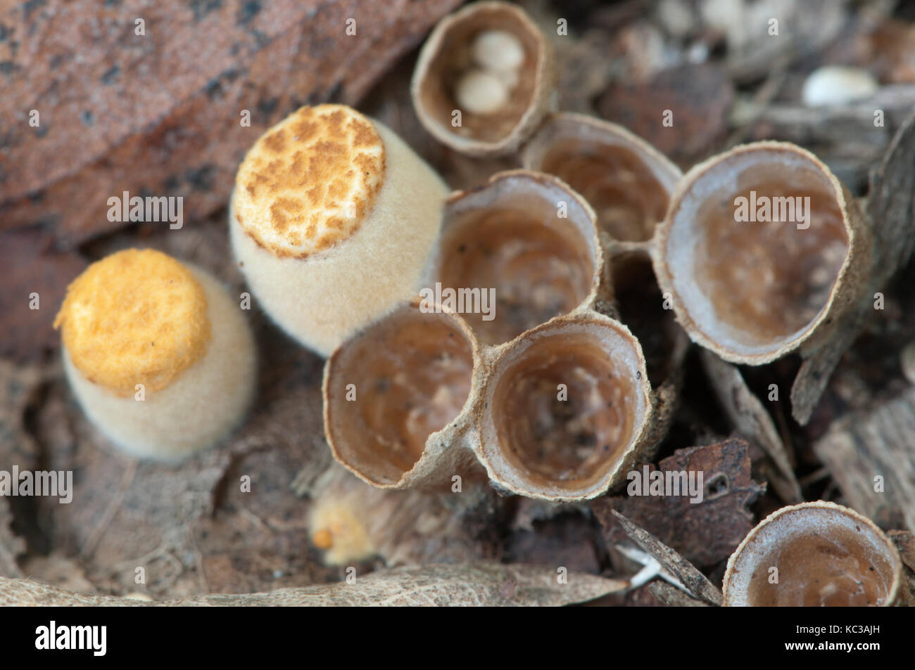 Crucibulum laeve (Common Bird's-nest) mushrooms on the autumn leaves ...