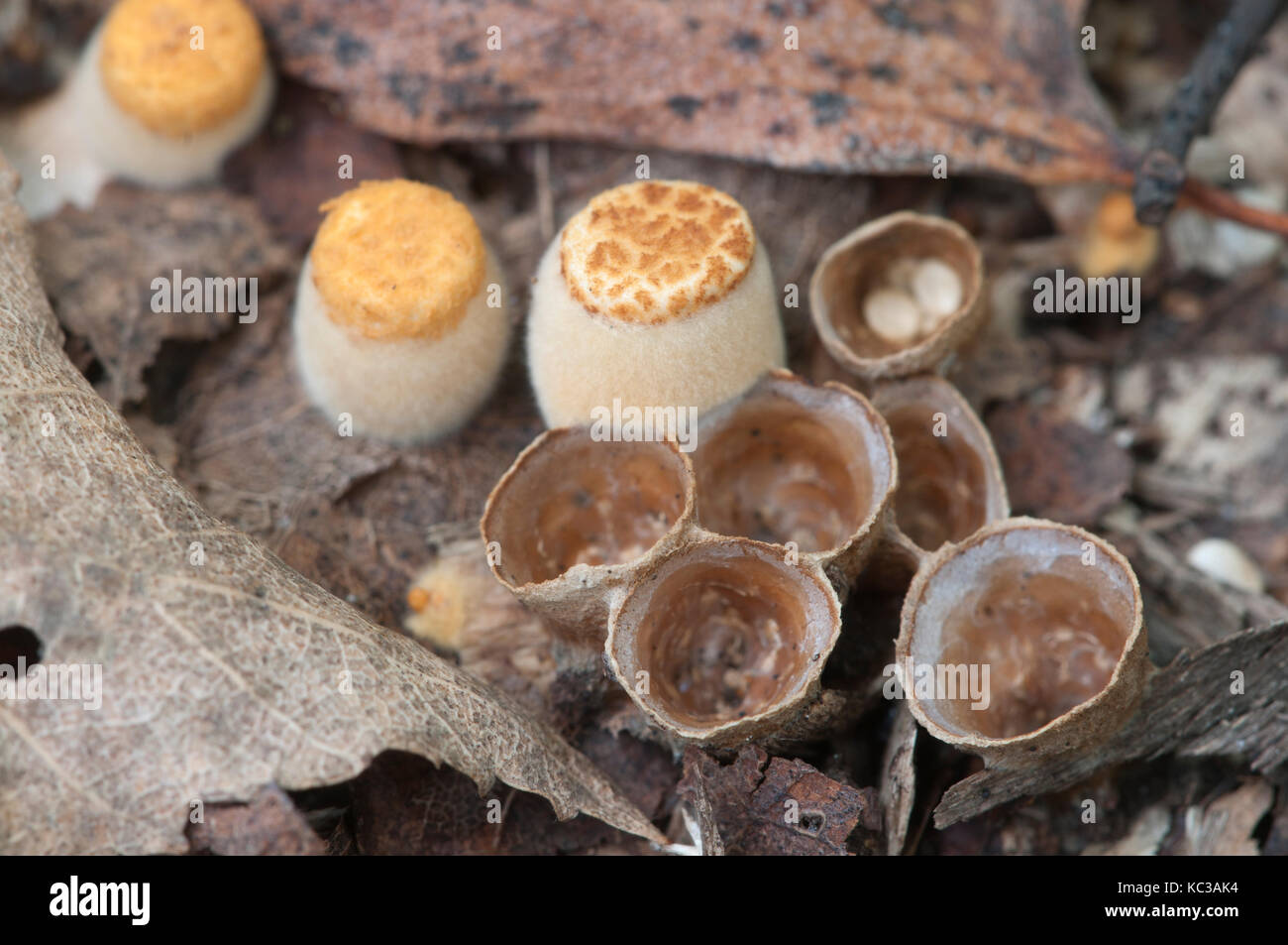 Common bird's nest fungi hi-res stock photography and images - Alamy
