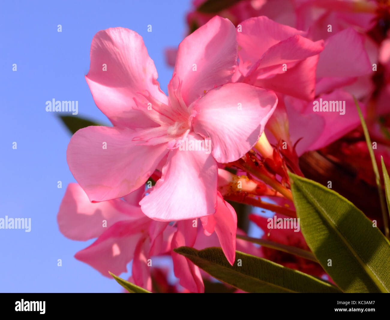 Oleander leaf hi-res stock photography and images - Alamy
