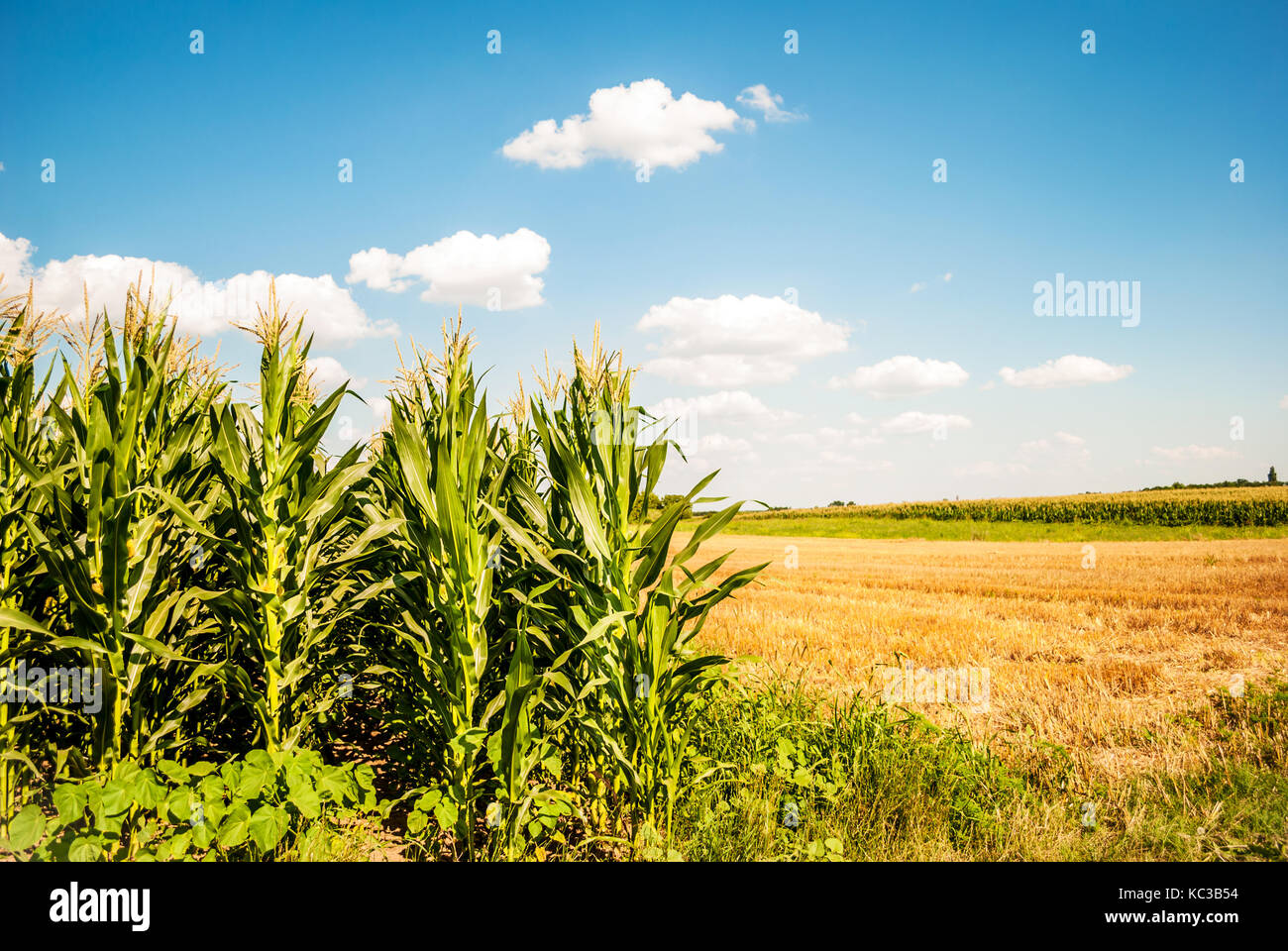Corn field in the countryside Stock Photo - Alamy