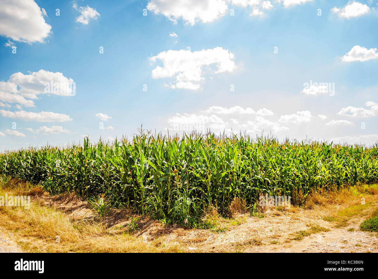 Corn field in the countryside Stock Photo - Alamy
