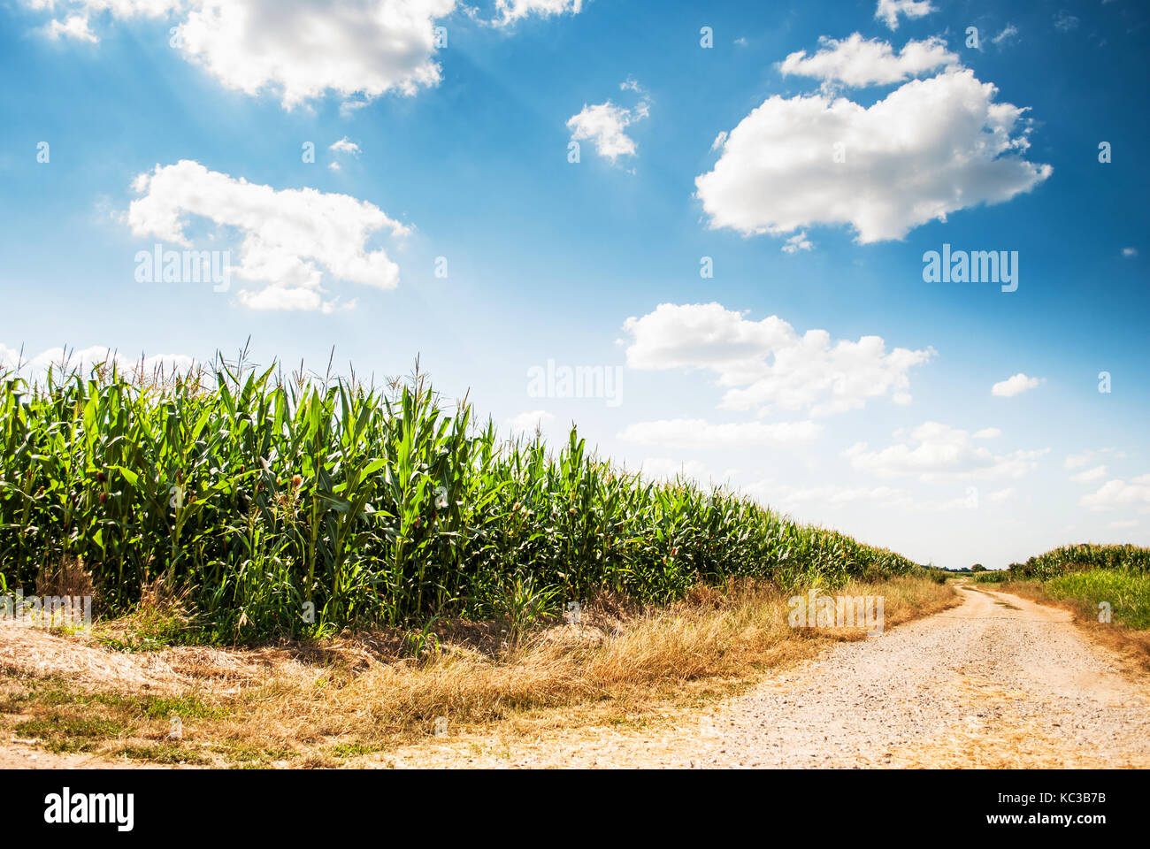 Corn field in the countryside Stock Photo - Alamy