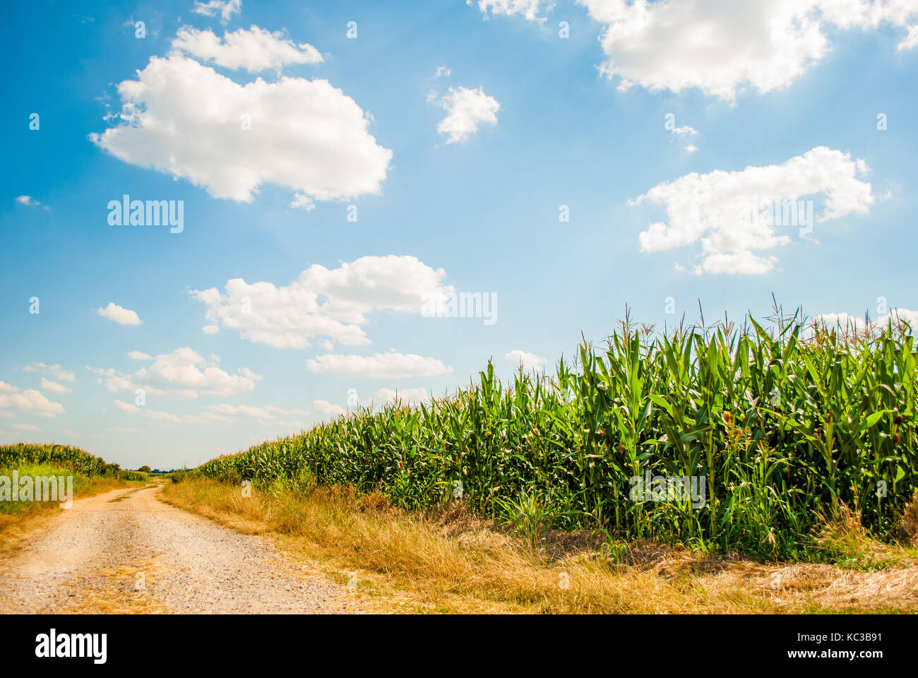 Corn field in the countryside Stock Photo - Alamy