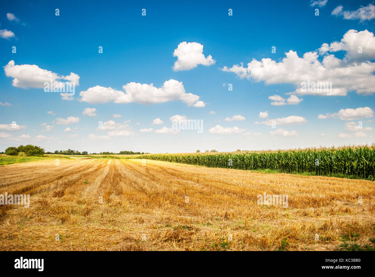 Corn field in the countryside Stock Photo - Alamy