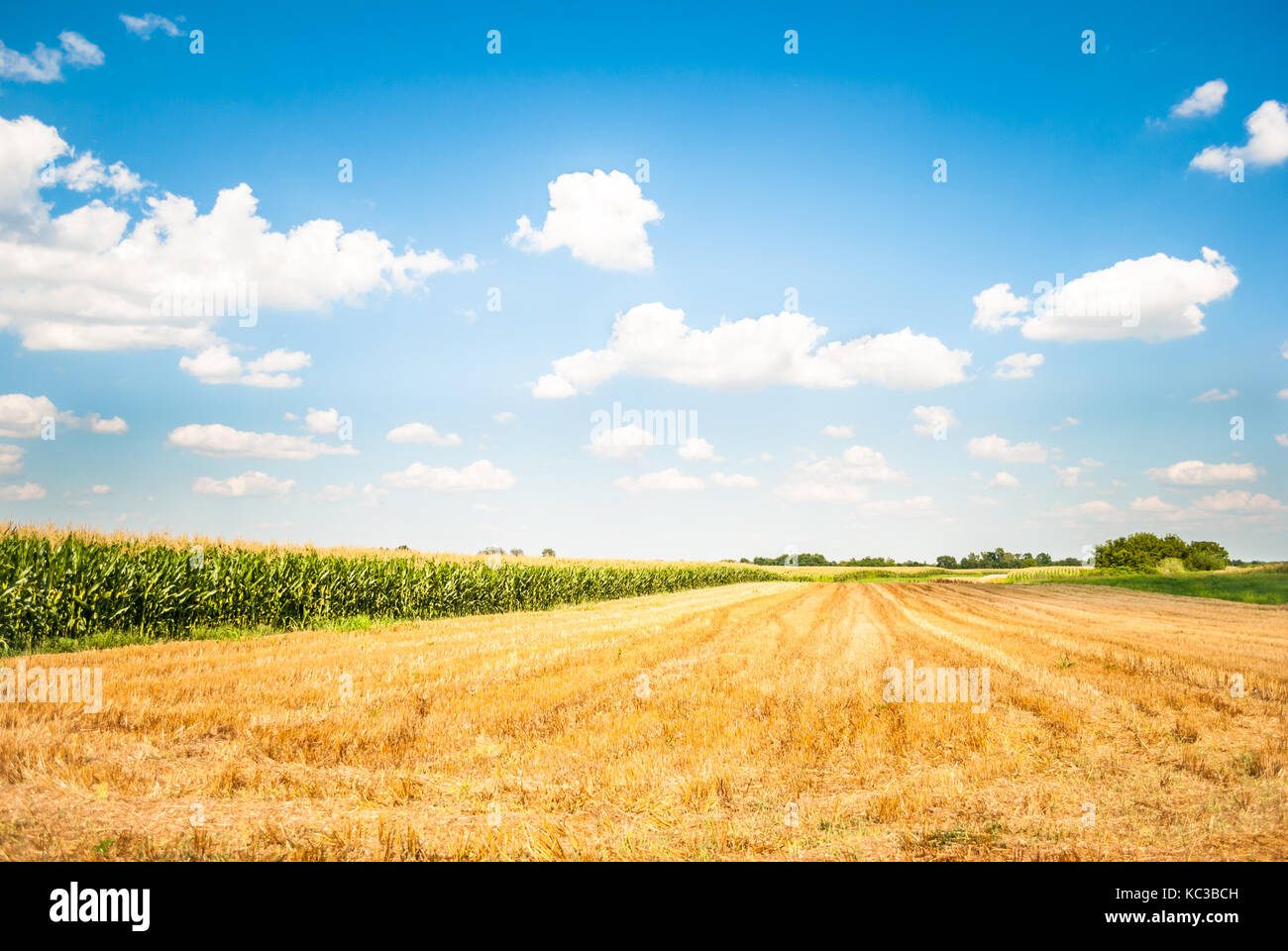 Corn field in the countryside Stock Photo - Alamy