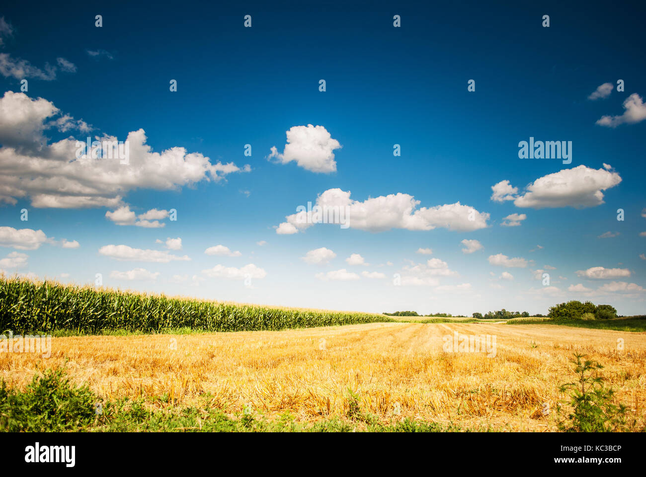 Corn field in the countryside Stock Photo - Alamy