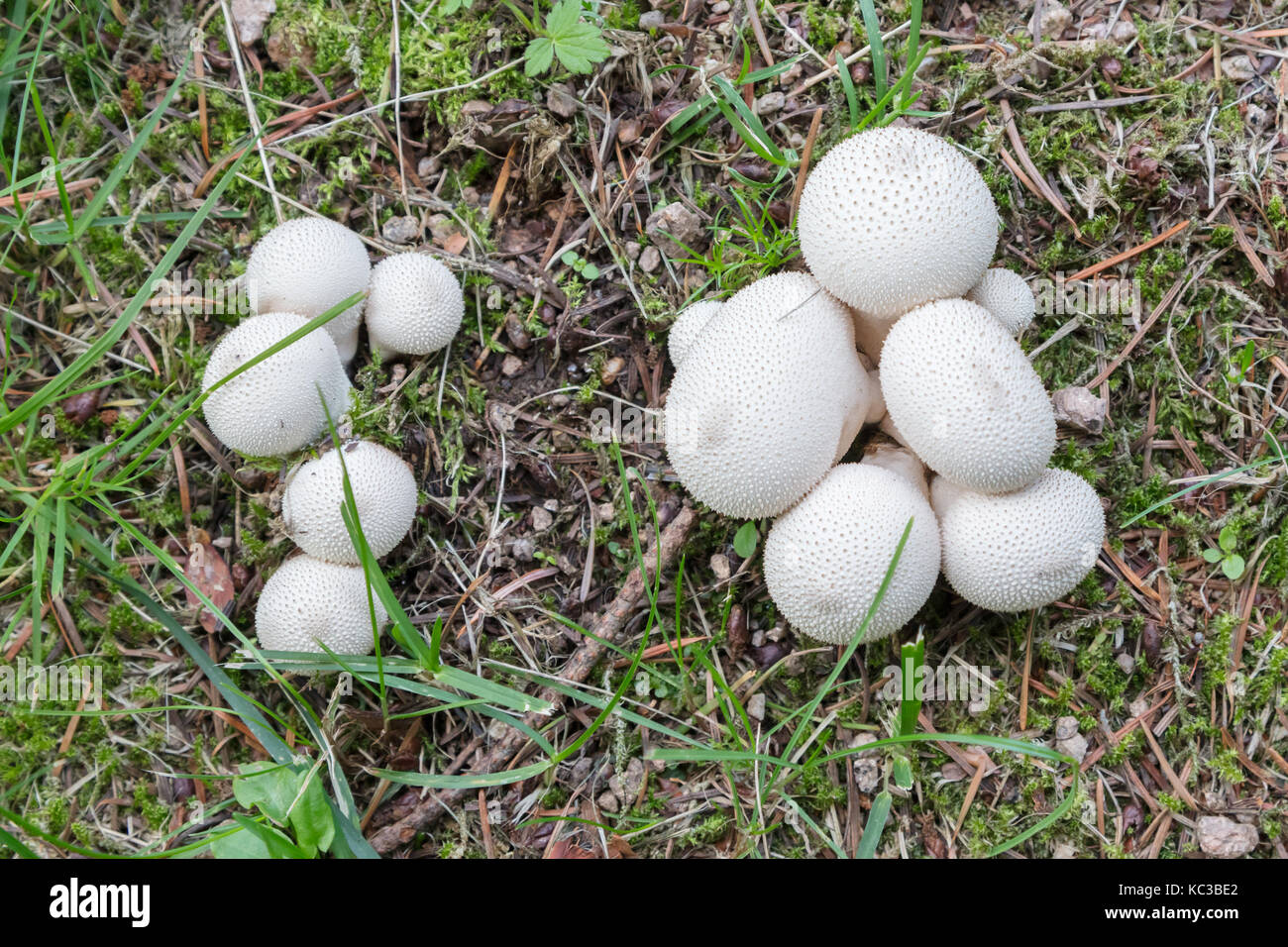 Lycoperdon perlatum (common puffball, warted puffball, gem-studded puffball Stock Photo - Alamy
