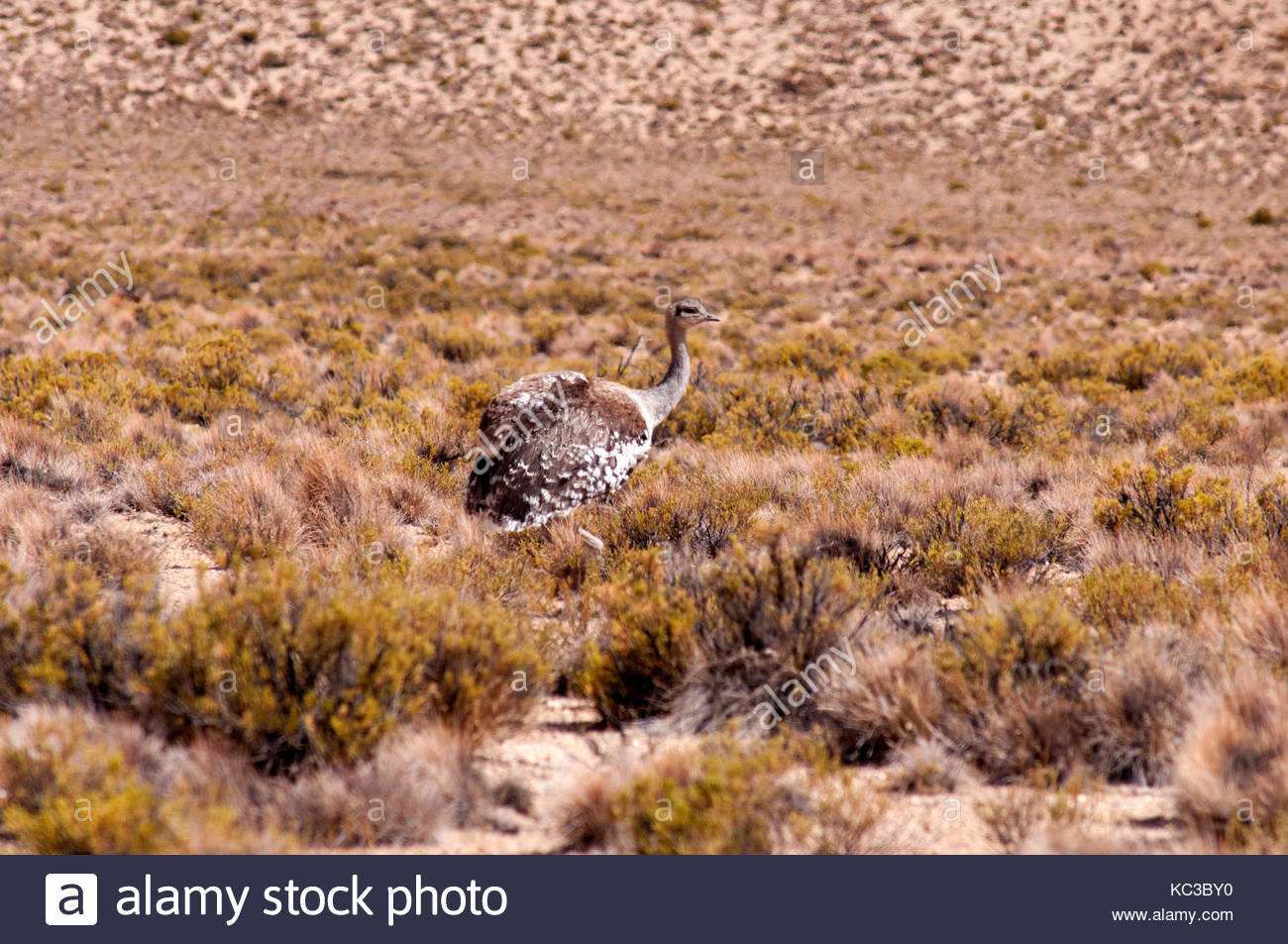 Nandu Stock Photos & Nandu Stock Images - Alamy