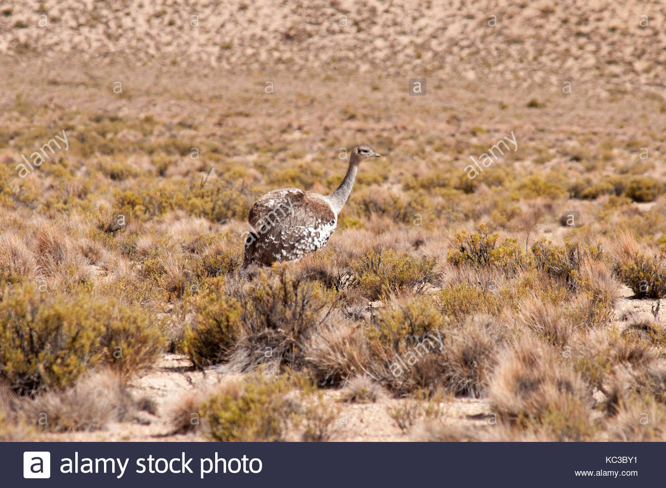 Nandu Chile Stock Photos & Nandu Chile Stock Images - Alamy
