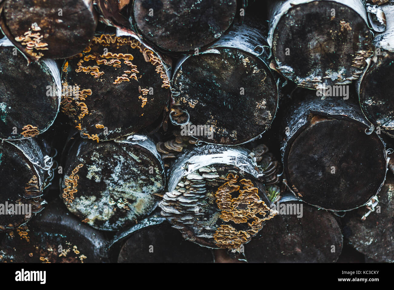 Stack of logs for firewood, black wooden background Stock Photo - Alamy