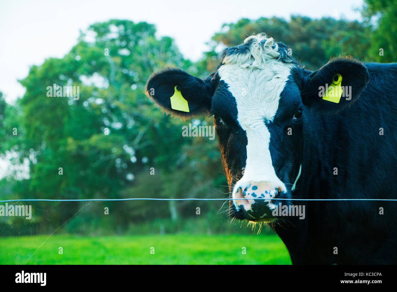 Sad farm cow standing outdoors on green grass field Stock Photo - Alamy