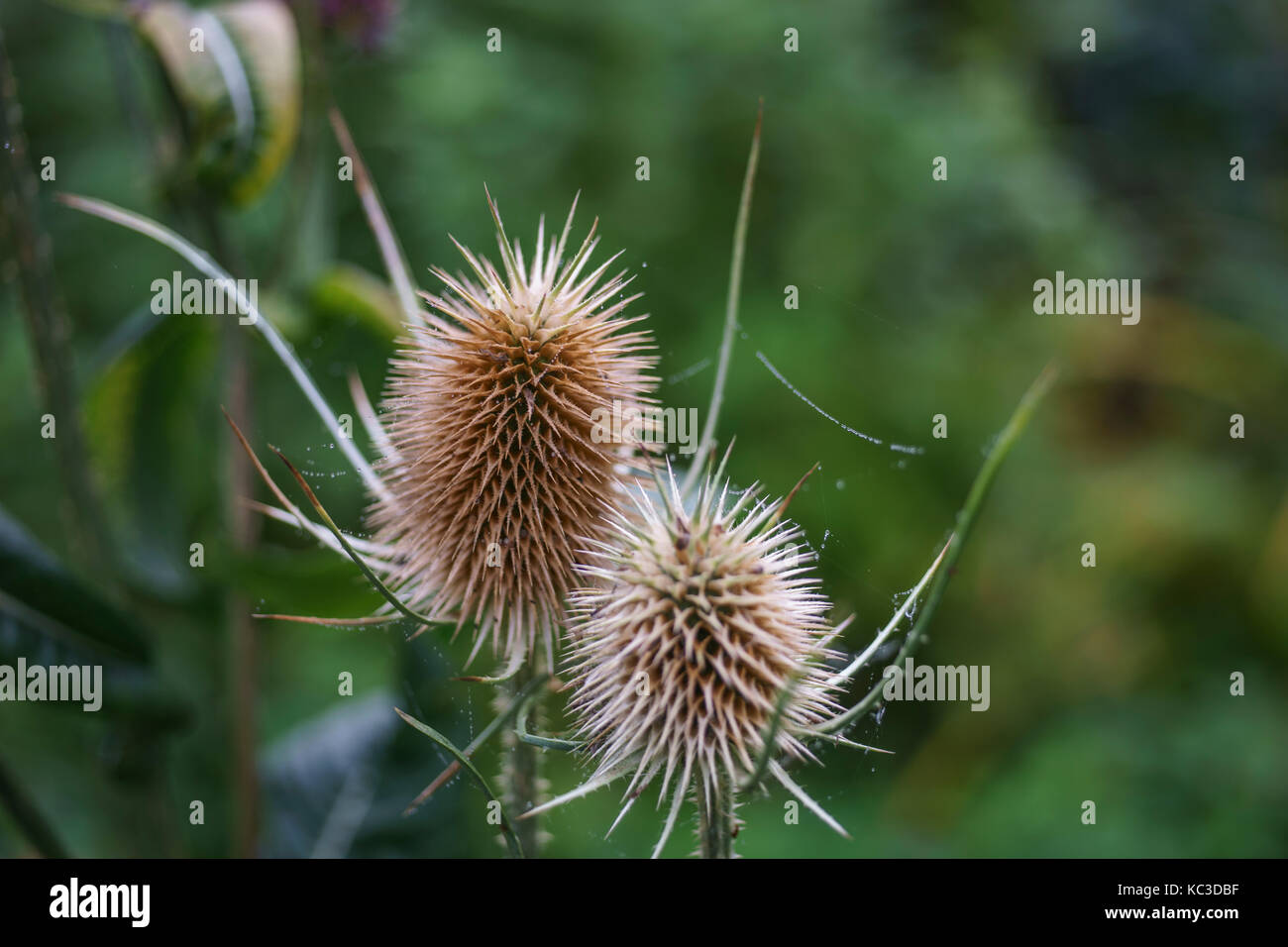 Dried thistle hi-res stock photography and images - Alamy
