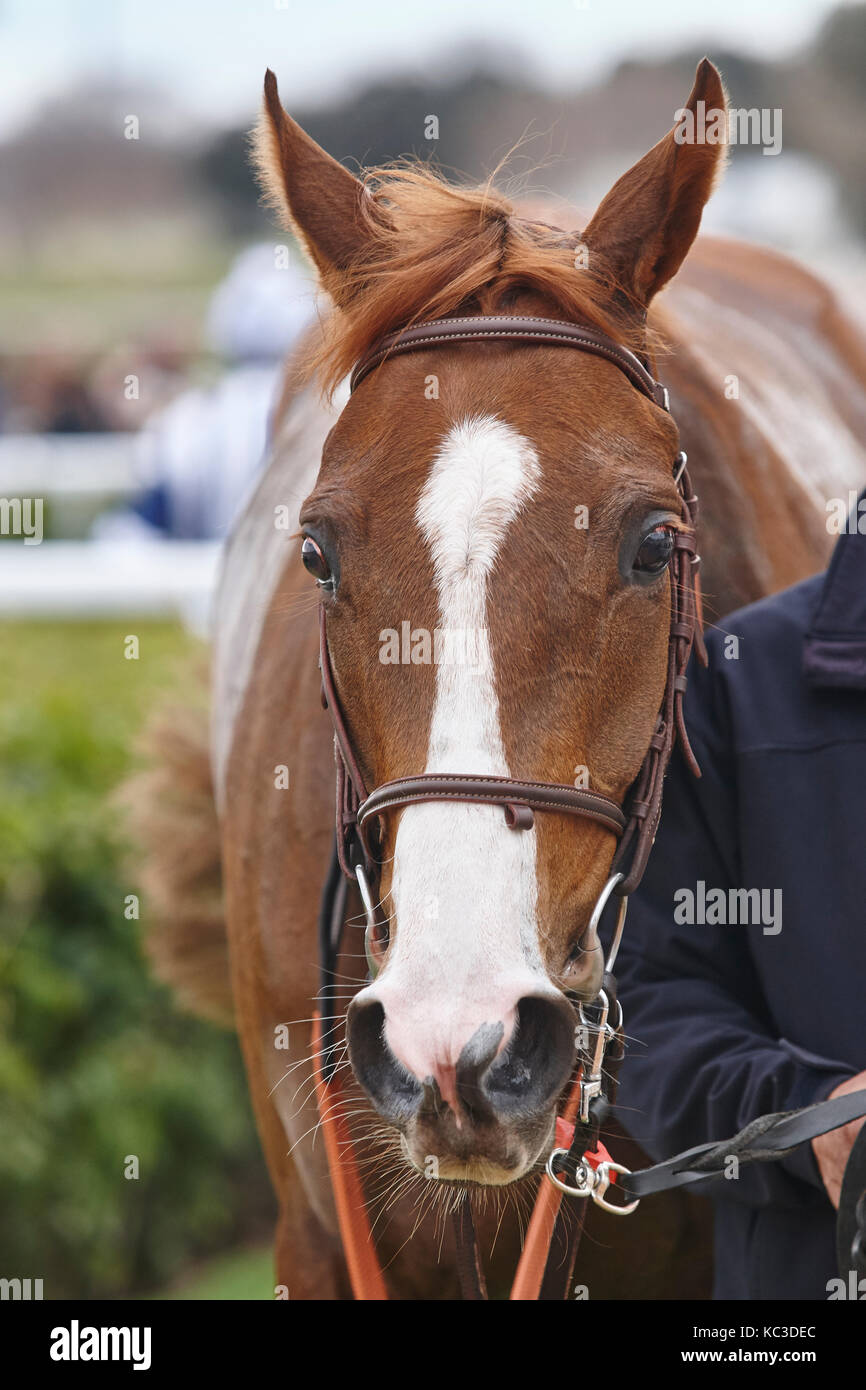 Race horse head ready to run. Paddock area. Vertical Stock Photo - Alamy