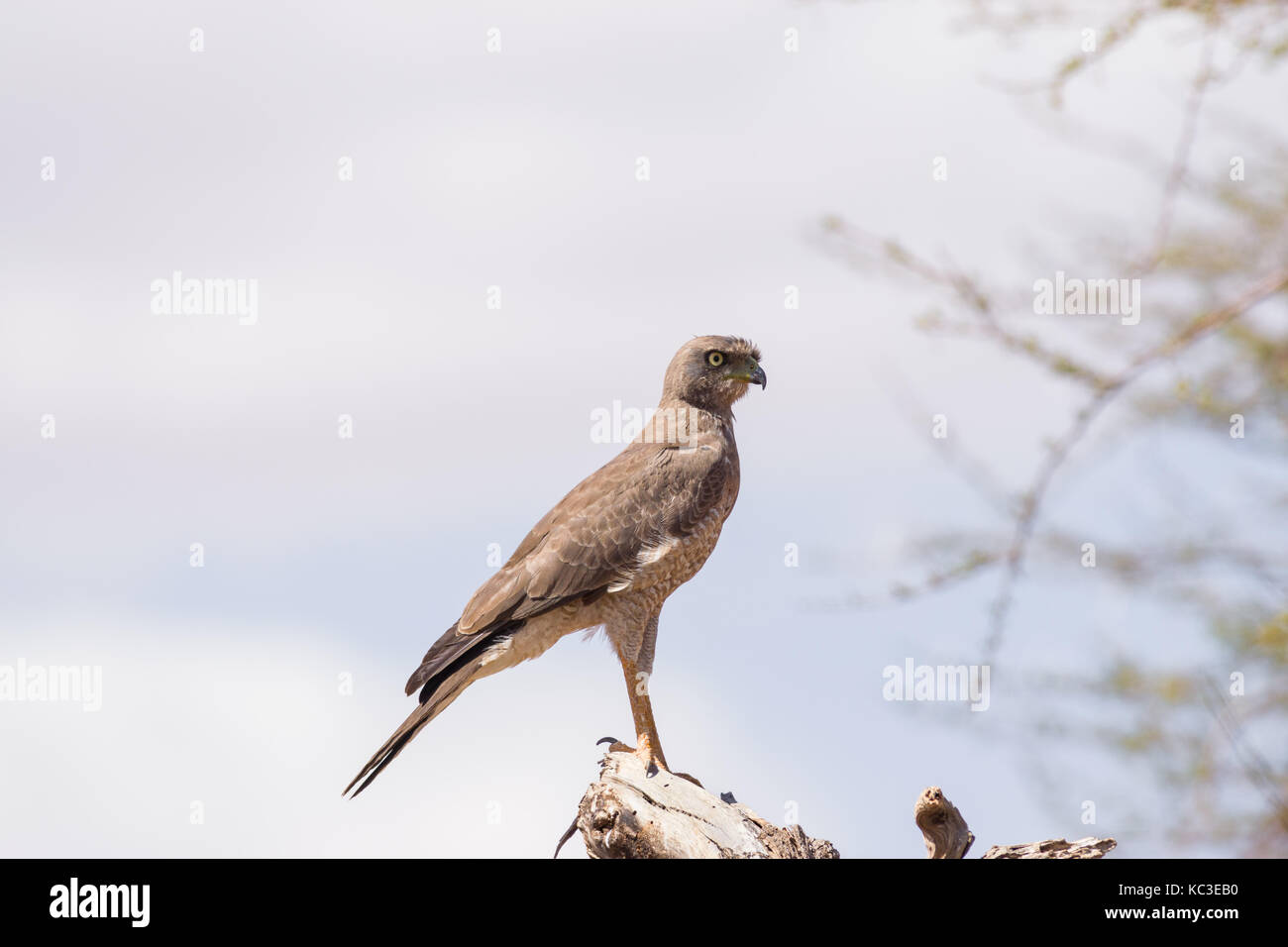 Eastern chanting goshawk (Melierax poliopterus) perched on branch ...