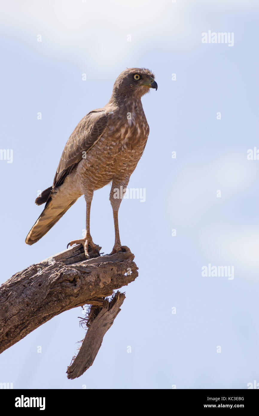Eastern chanting goshawk (Melierax poliopterus) perched on branch ...