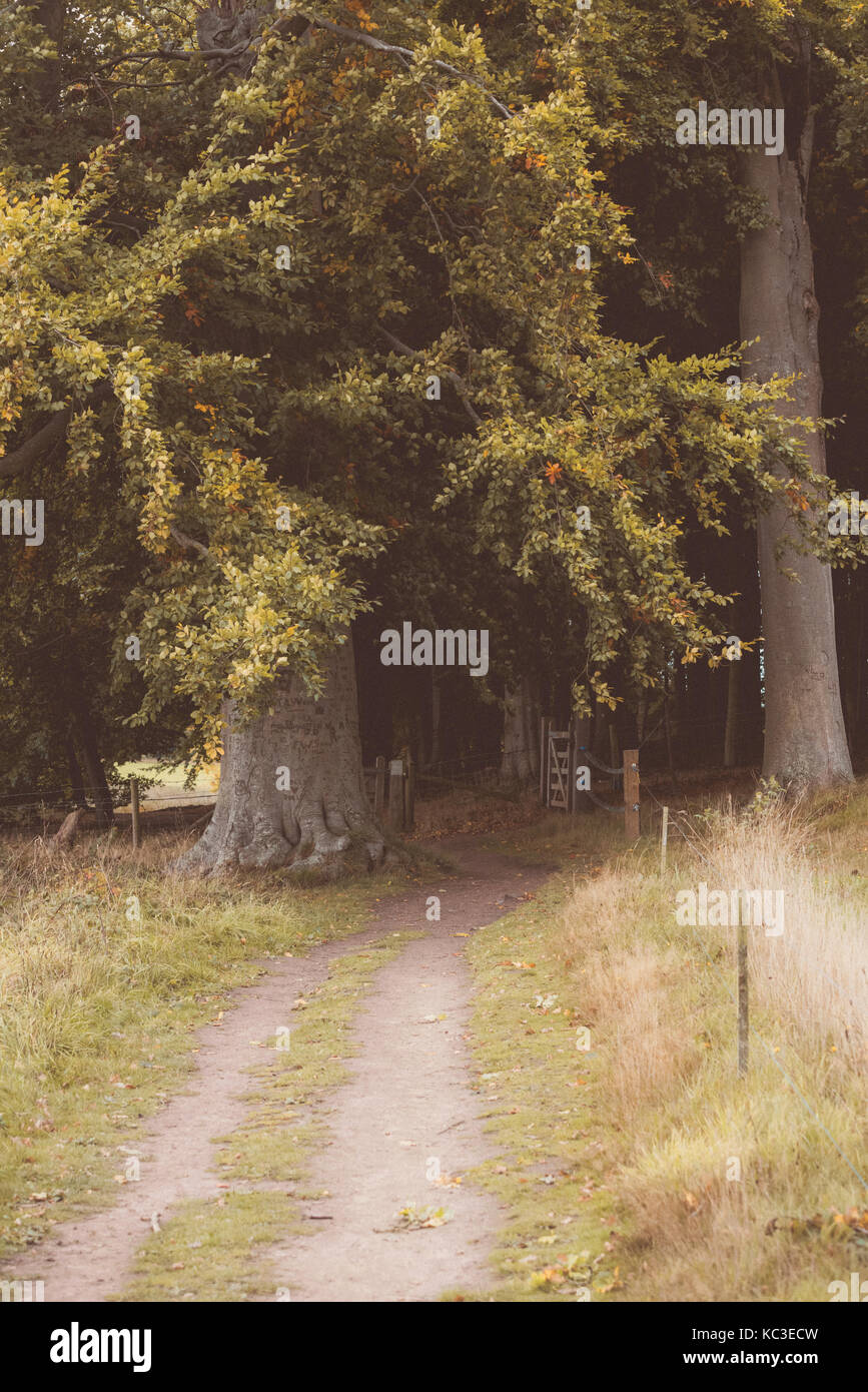 Autumn walk in the woods Stock Photo - Alamy