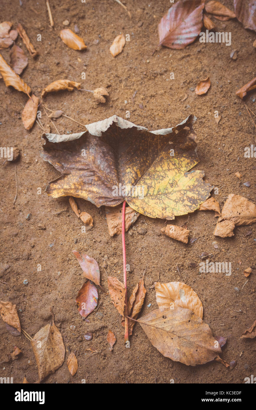 Autumn walk in the woods Stock Photo - Alamy