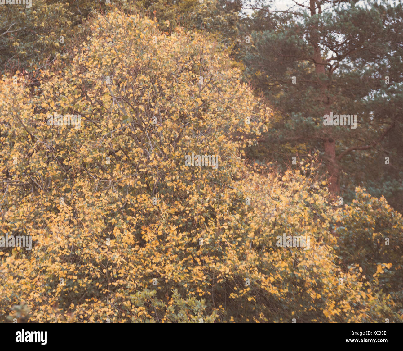 Autumn walk in the woods Stock Photo - Alamy
