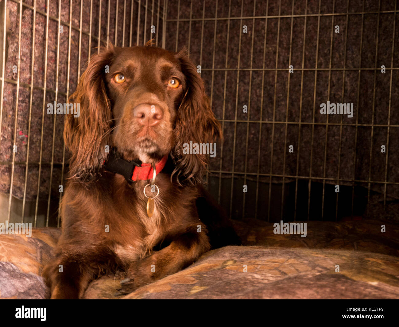 Cocker Spaniel- Gun Dog Stock Photo - Alamy