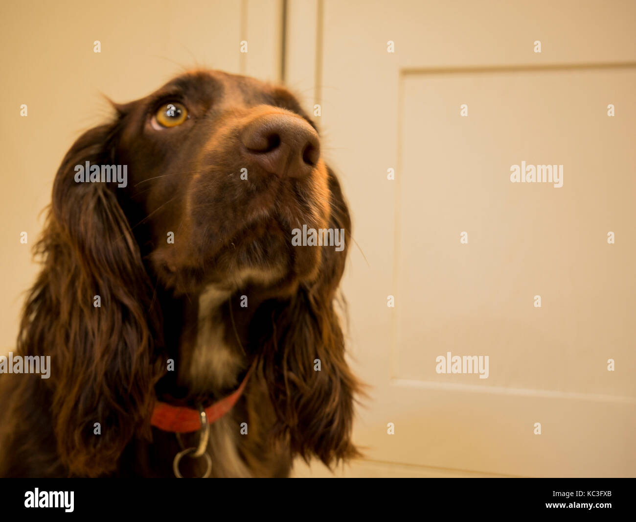 Cocker Spaniel- Gun Dog Stock Photo - Alamy