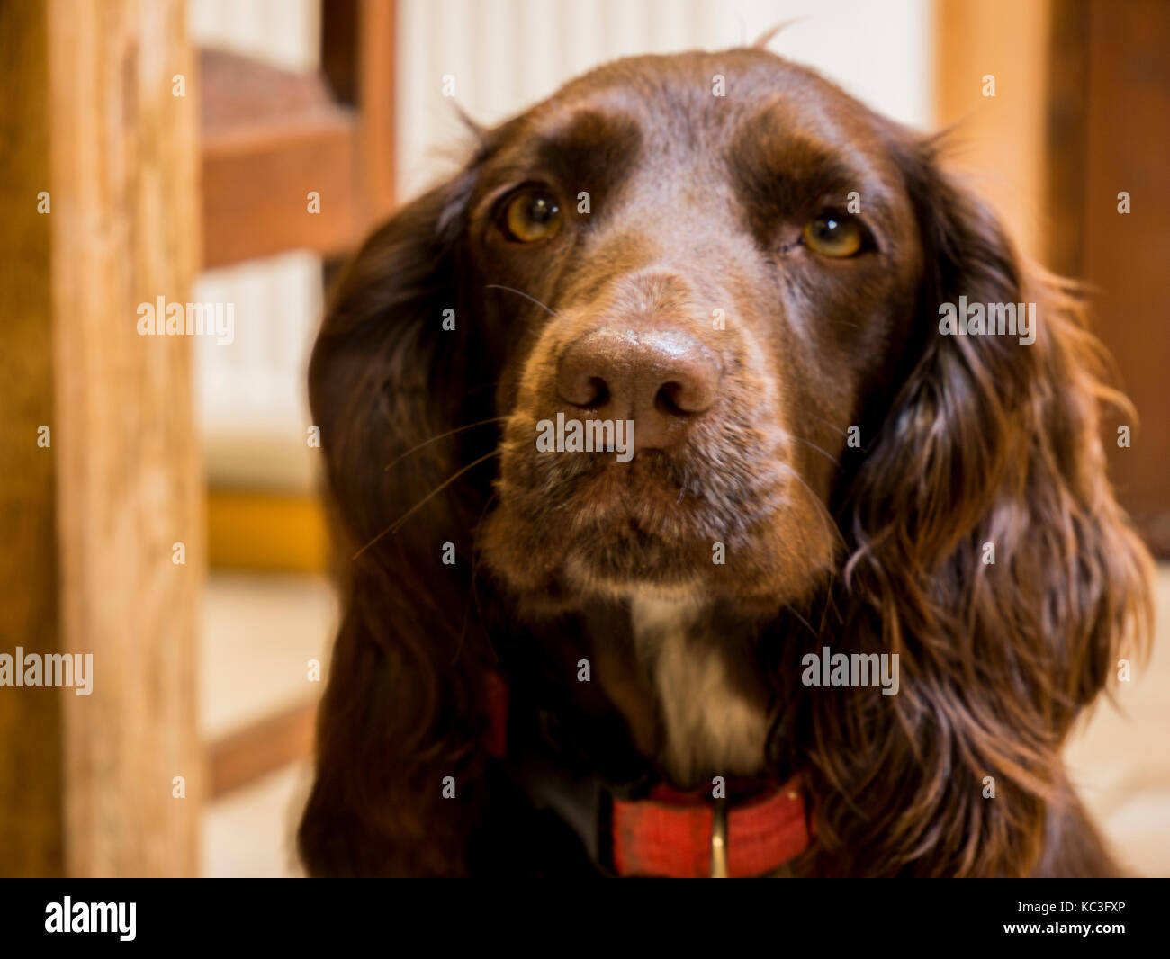 Cocker Spaniel- Gun Dog Stock Photo - Alamy