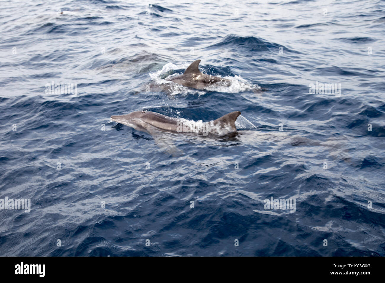 Dolphins swimming into Atlantic ocean Stock Photo - Alamy