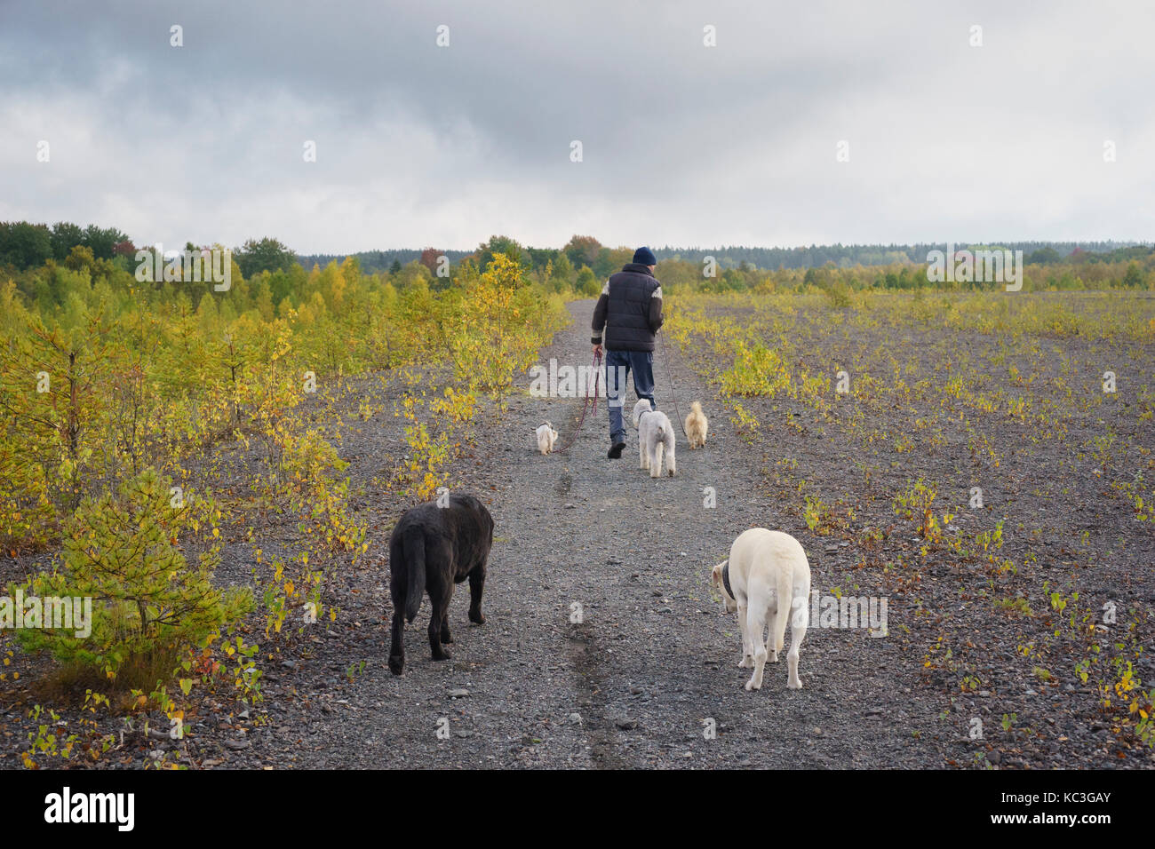 Man walking dog behind hi-res stock photography and images - Alamy