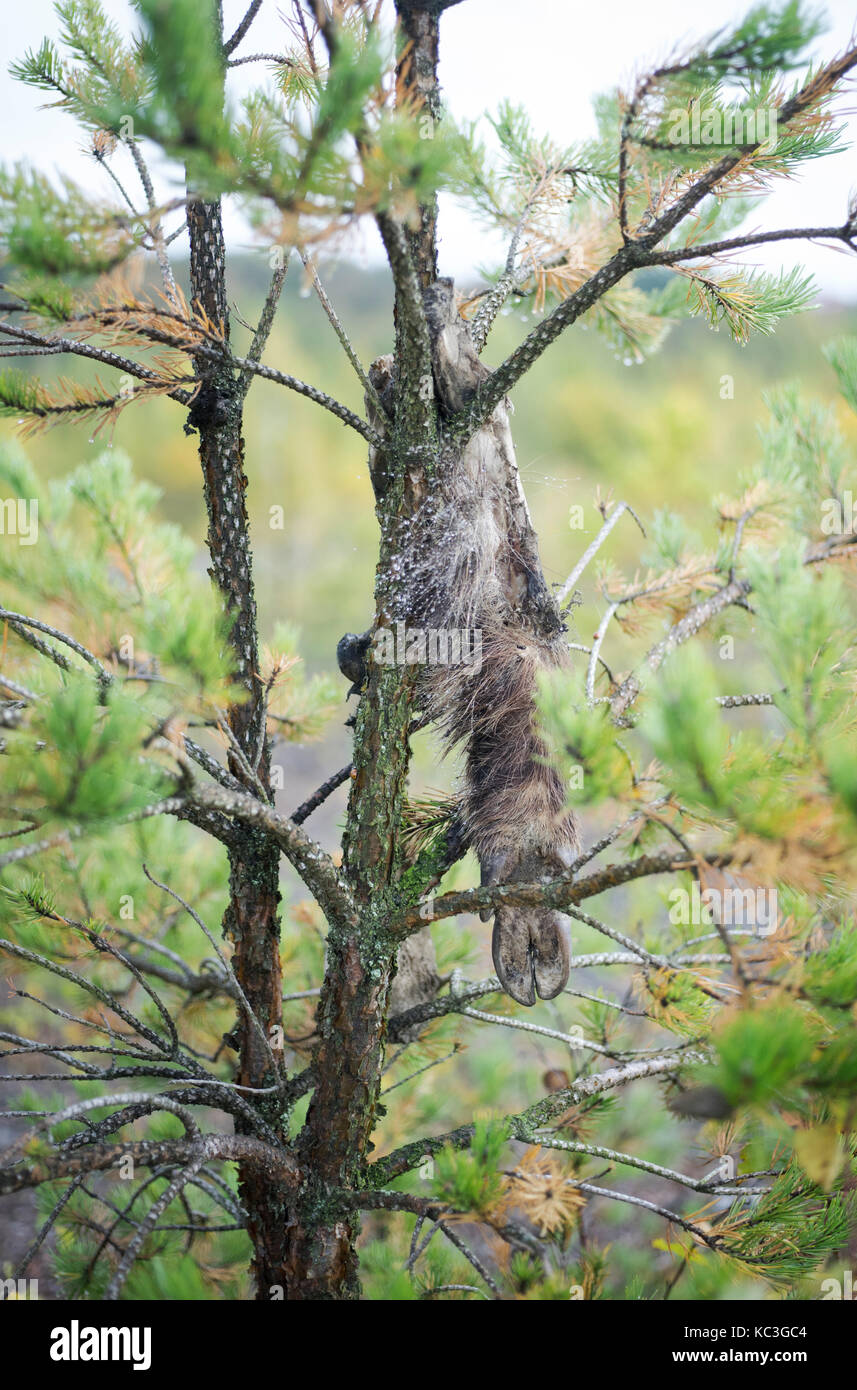 a leg of wild boar hanging from a spruce tree Stock Photo - Alamy