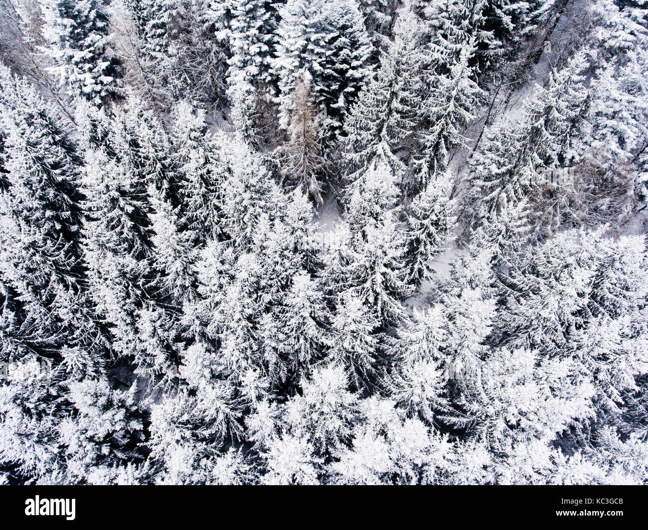 Aerial view of coniferous forest in winter Stock Photo - Alamy