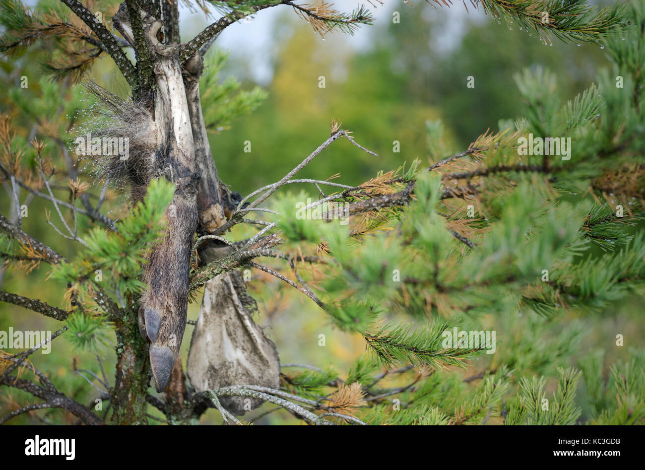a leg of wild boar hanging from a spruce tree Stock Photo - Alamy