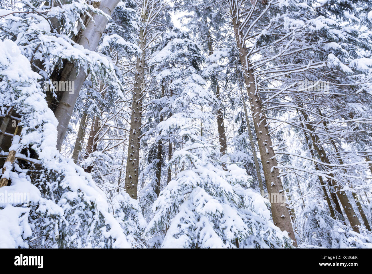 Deep fir hi-res stock photography and images - Alamy