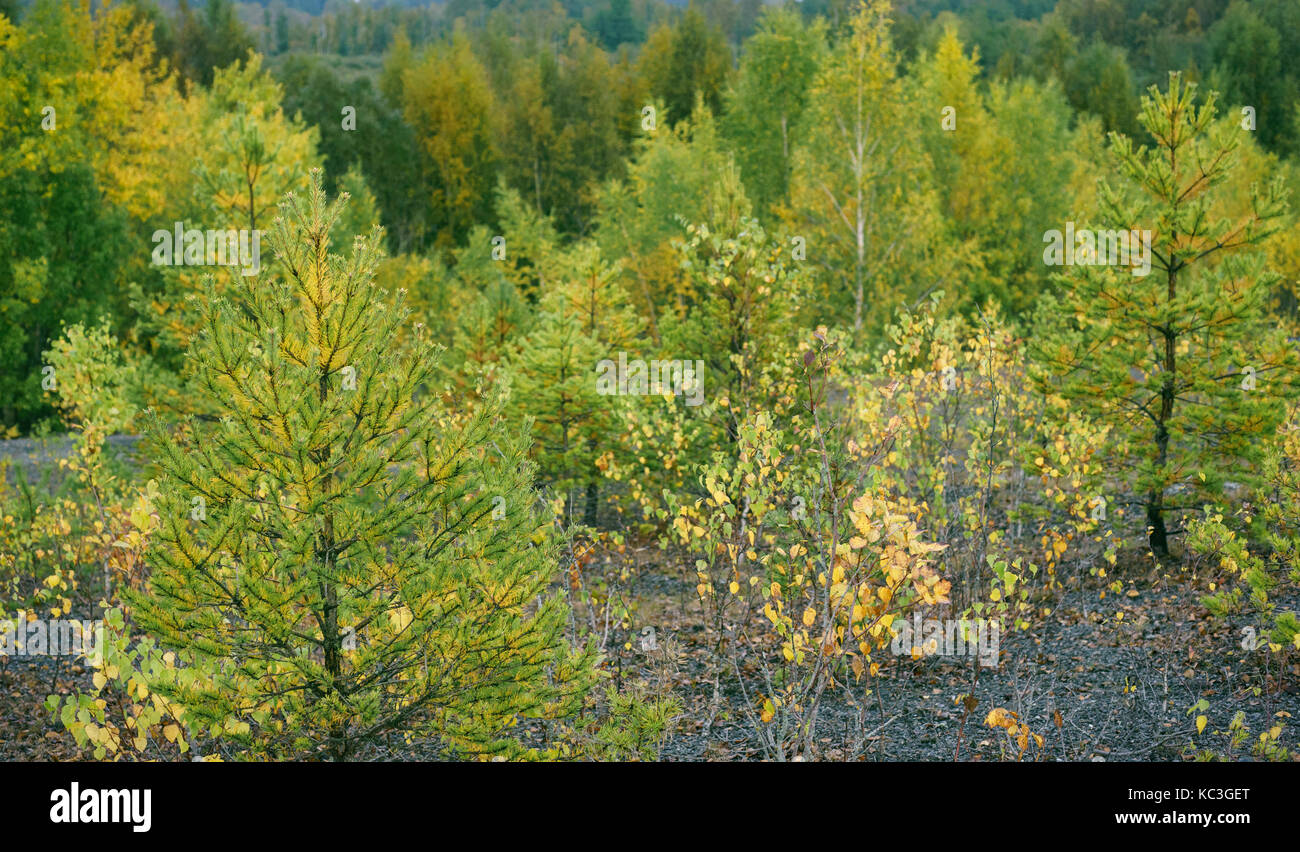 young spruce trees and view over forest Stock Photo - Alamy