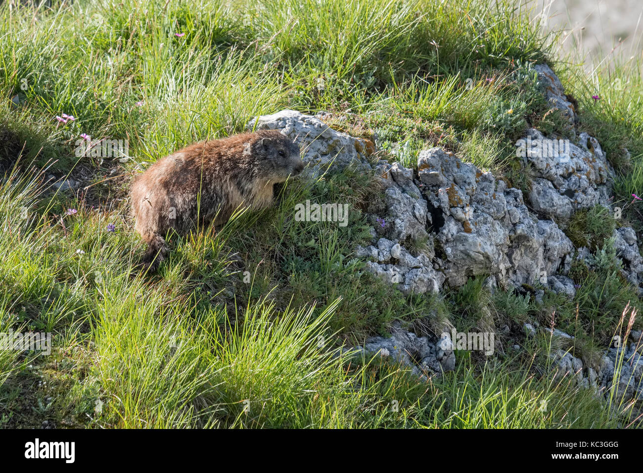 Alta via 1 marmot hi-res stock photography and images - Alamy