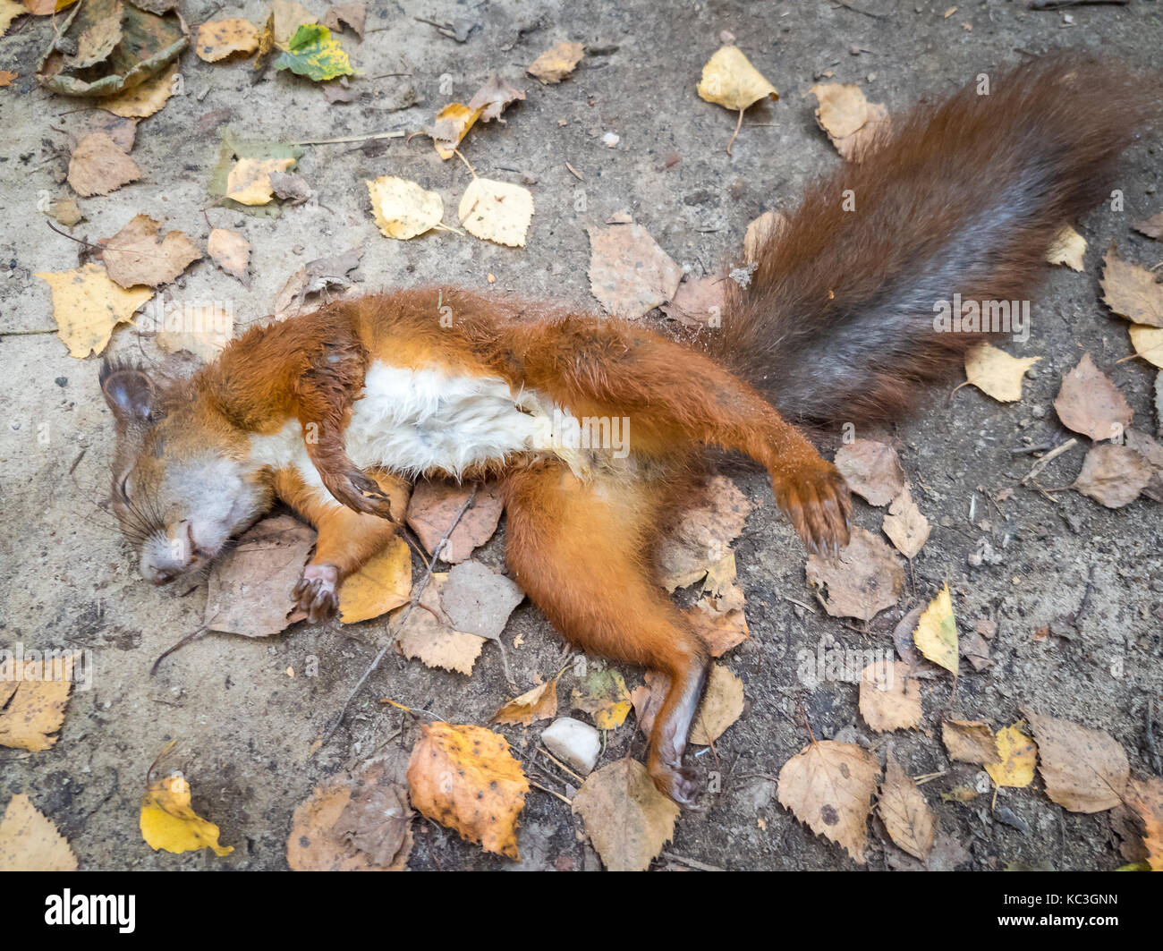 Dead squirrel lying on a forest path Stock Photo - Alamy