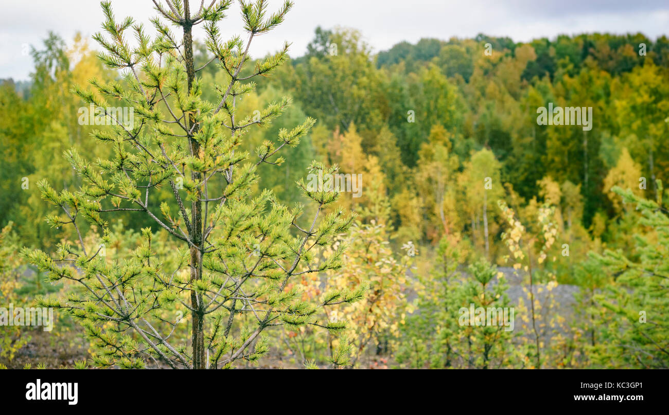 young spruce trees and view over forest Stock Photo - Alamy