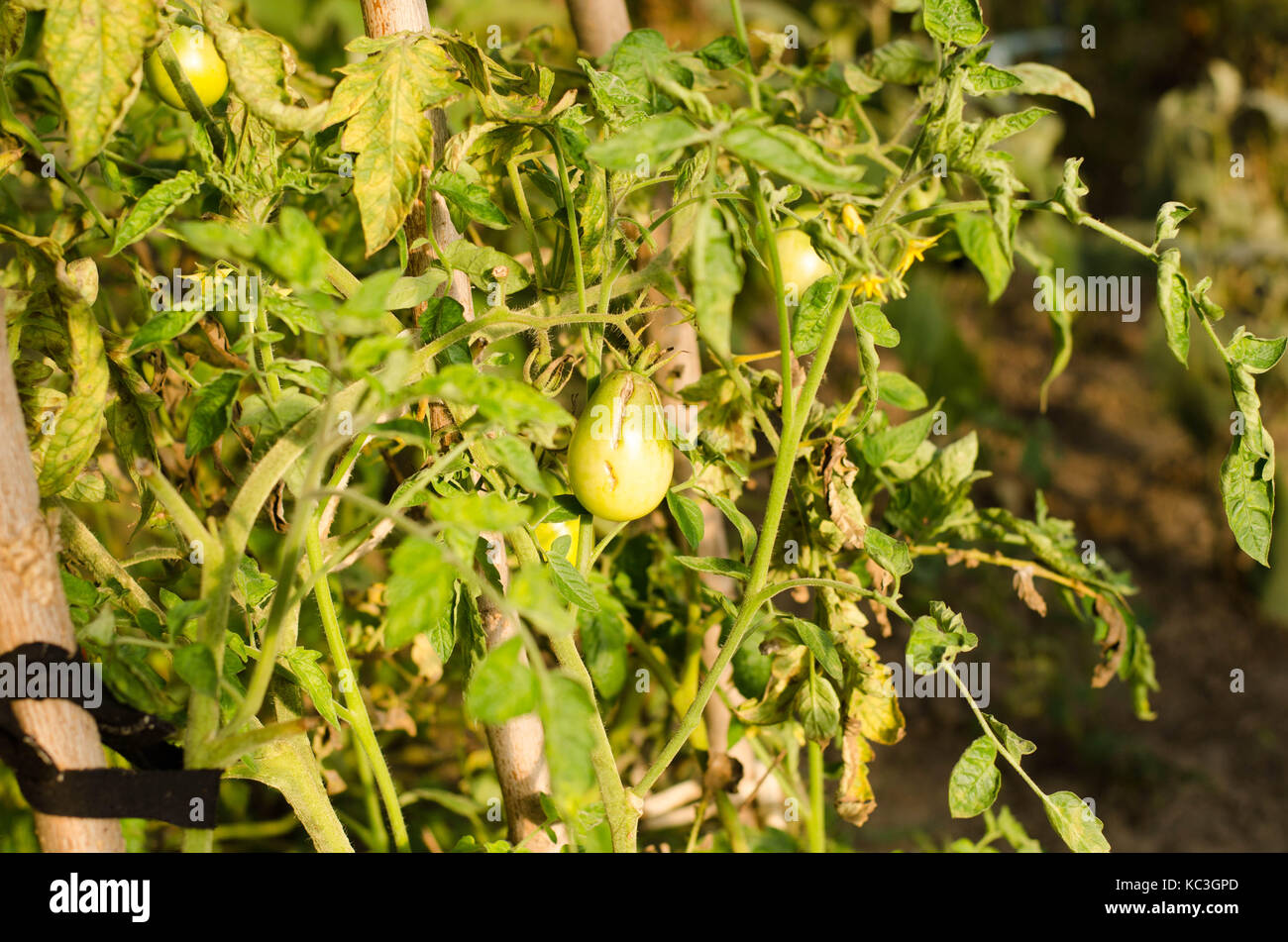 green tomatoes on tomato tree Stock Photo - Alamy