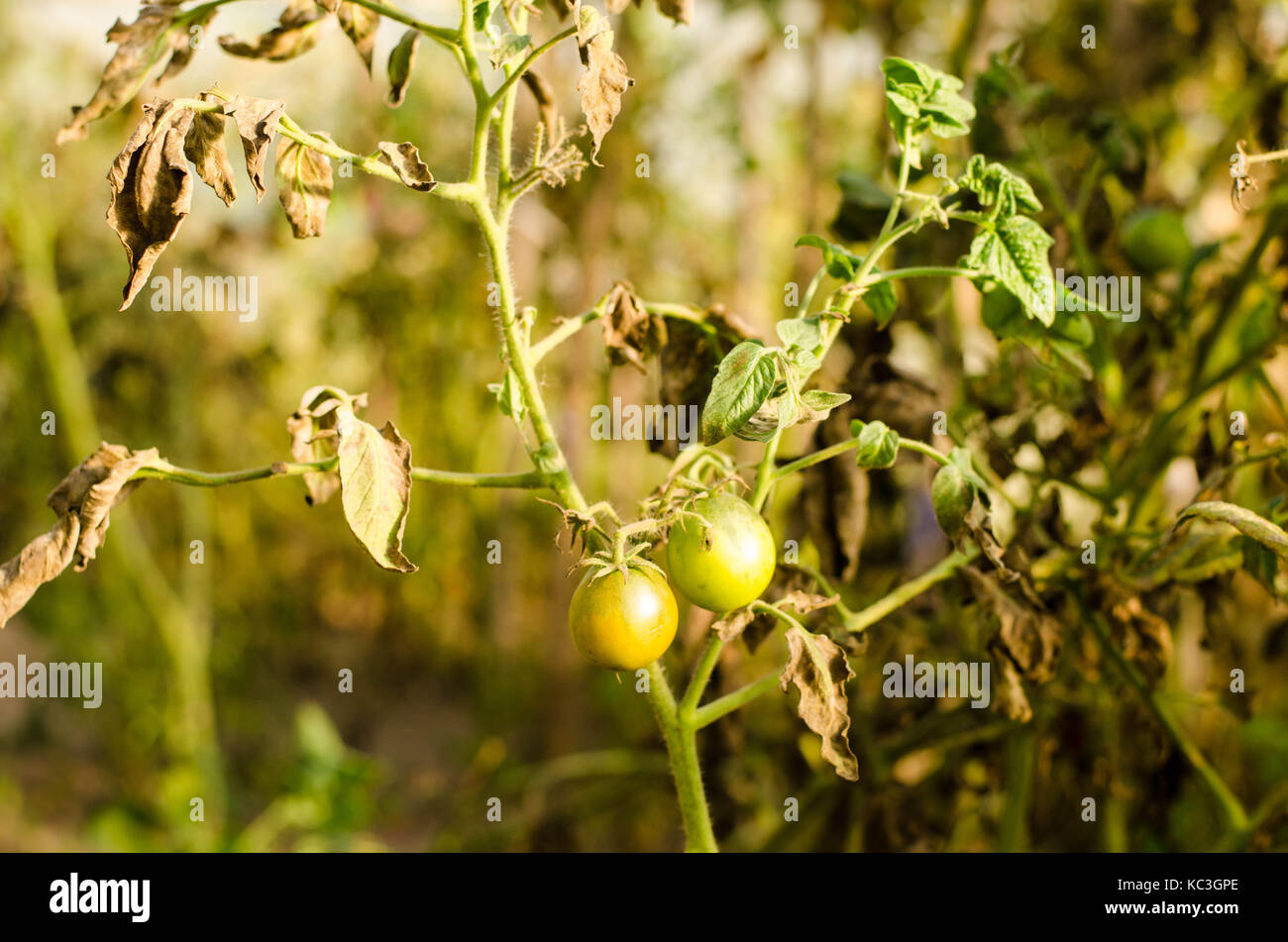 green tomatoes on tomato tree Stock Photo - Alamy